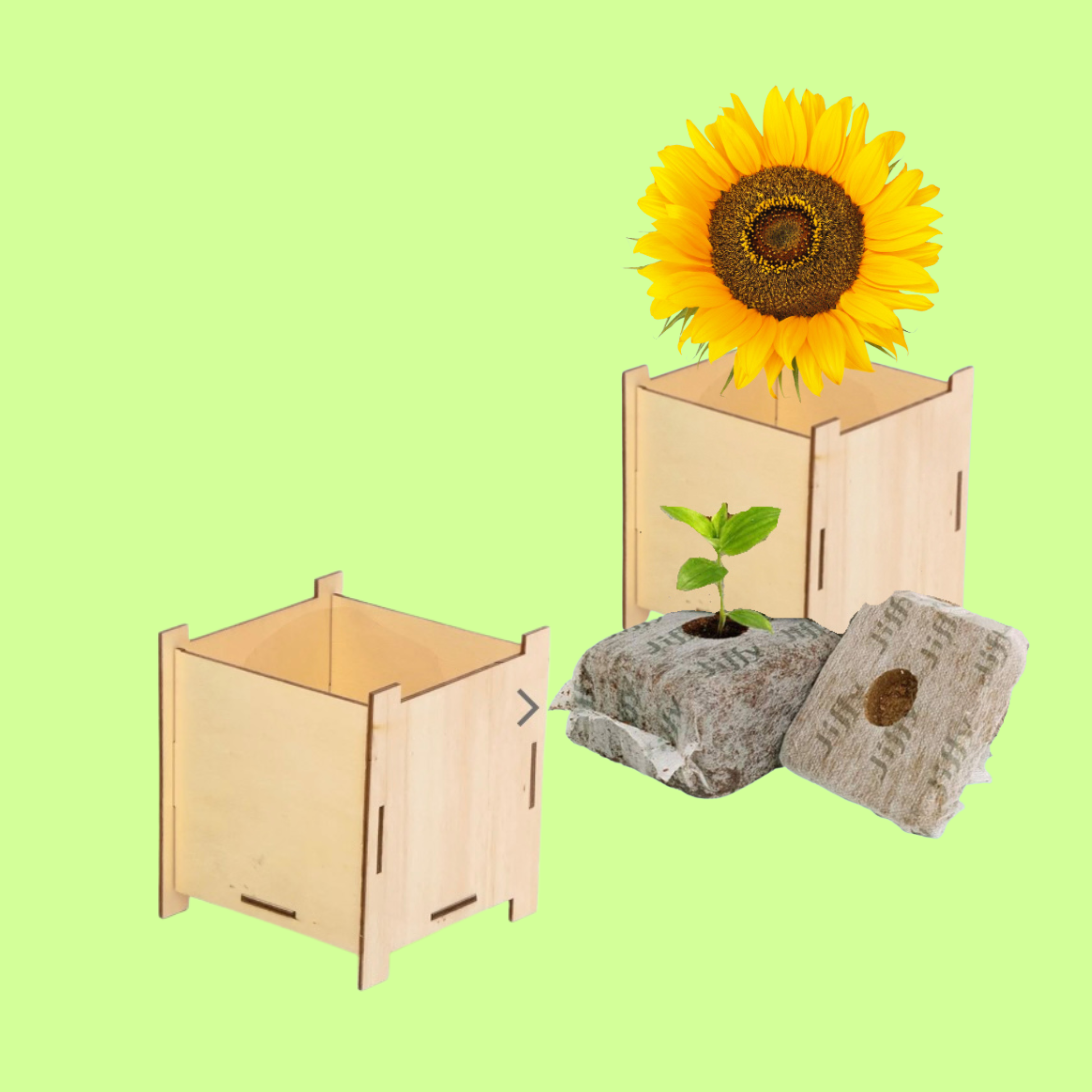 Grow Beans Kit – Cognitive Care Box